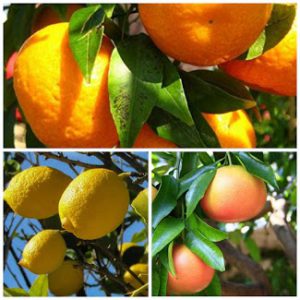 UTT Nodo Ramos Mejía